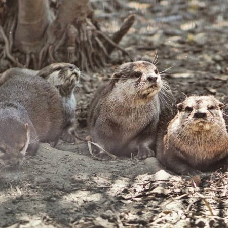 Asian Small Clawed Otter – Zoological Wildlife Foundation