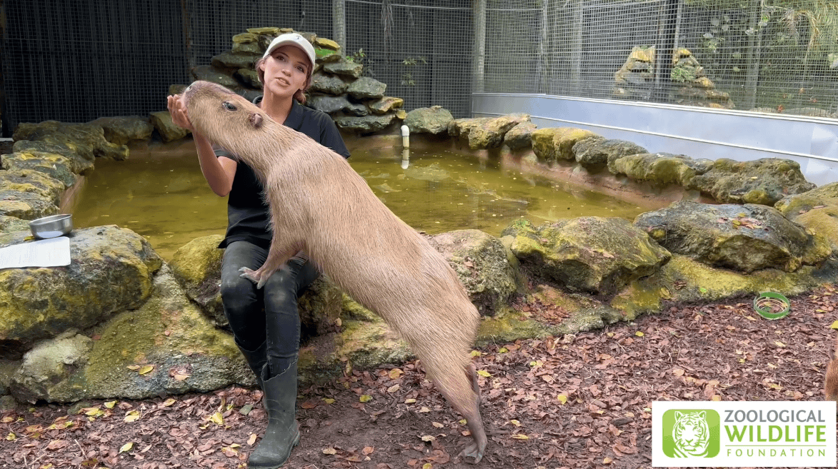 Meet the Capybara - Natures Gentle Giant – Zoological Wildlife Foundation